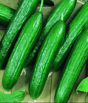 Cucumber Persian – Measian Foods